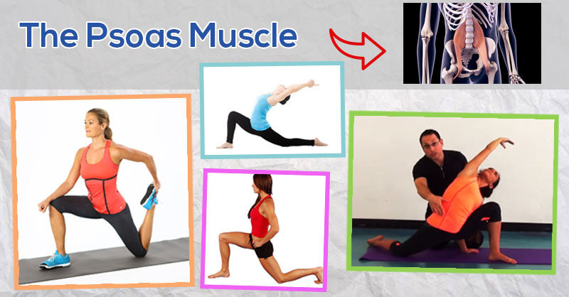 The Psoas Muscle – EasyFlexibility