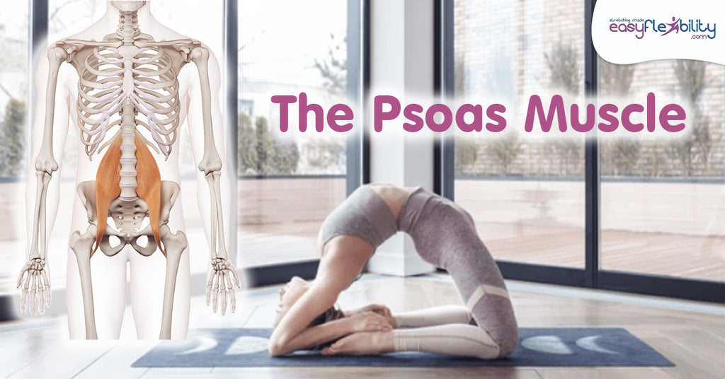 Unlocking the Secrets of the Psoas: Your Guide to Yoga Anatomy and ...