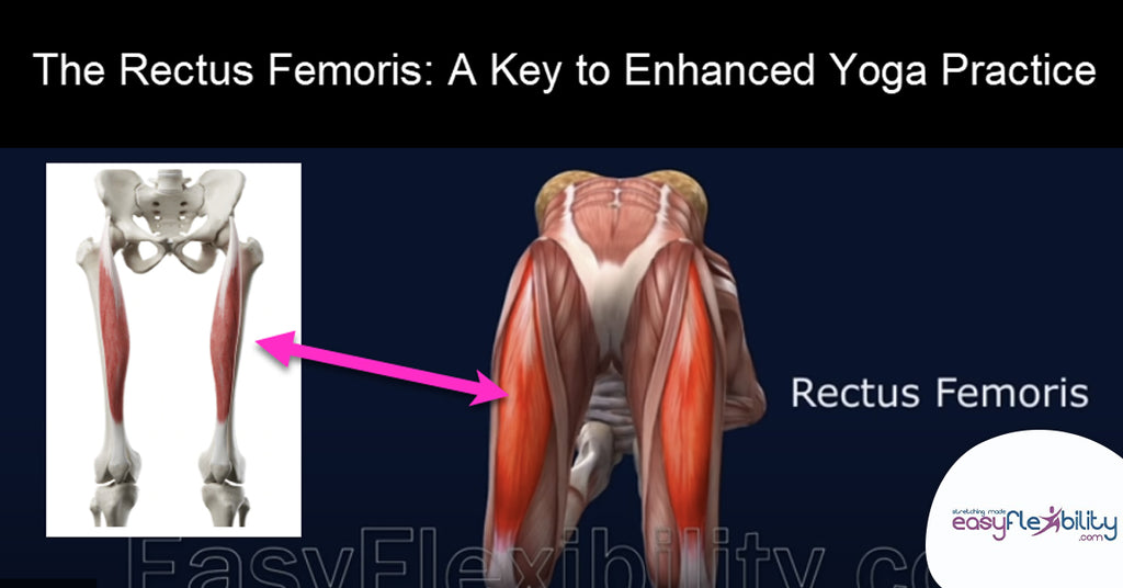 The Rectus Femoris: Yoga Anatomy - A Key to Enhanced Yoga Practice ...
